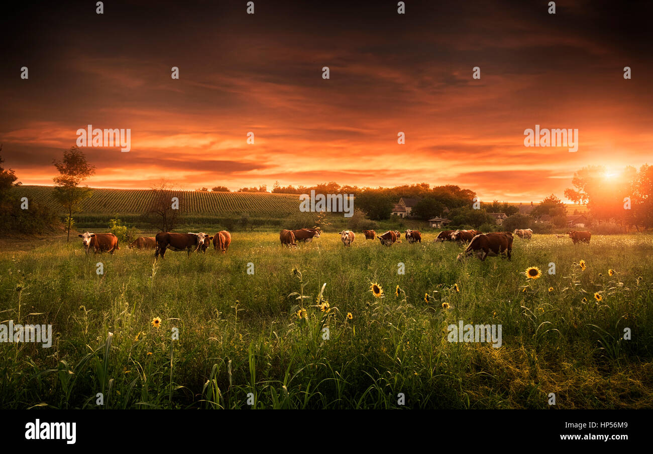 Cow herd in sunset Stock Photo - Alamy