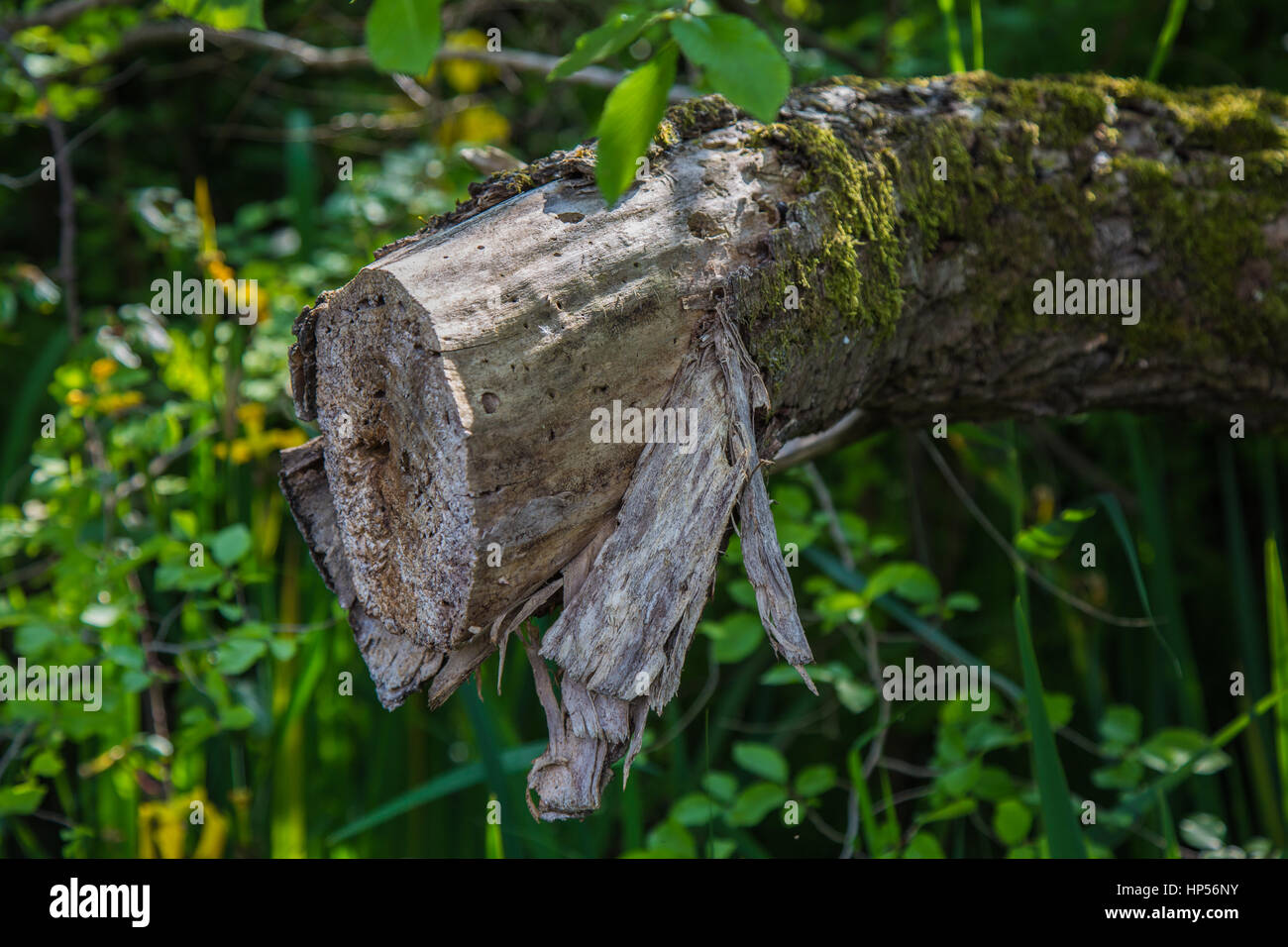 Wood branch chunk hi-res stock photography and images - Alamy