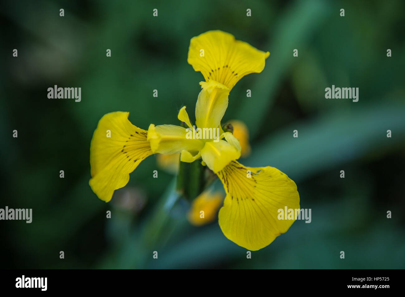 Wild yellow IRIS Solitaire Stock Photo - Alamy