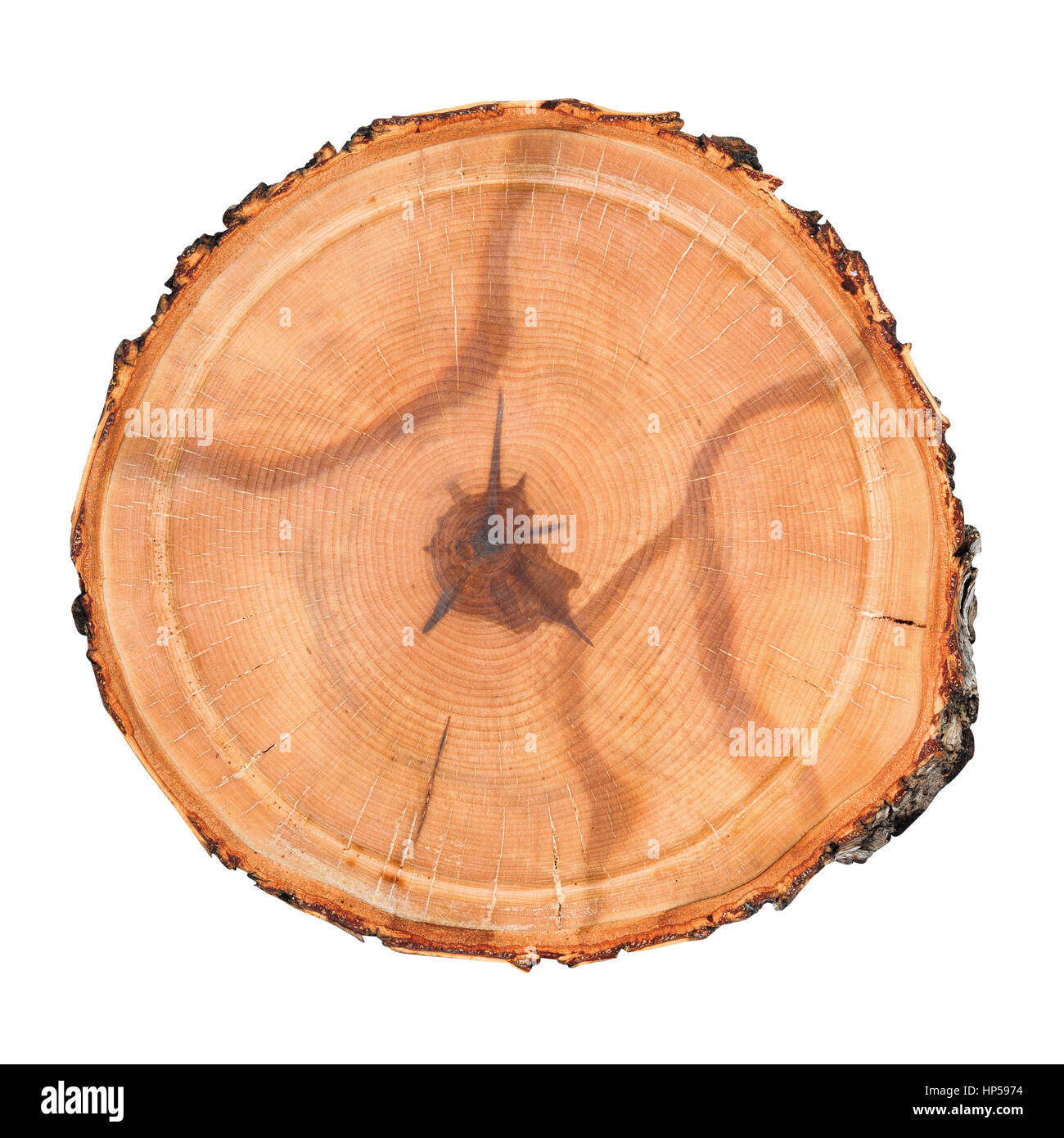 Wood round log isolated on white background Stock Photo - Alamy
