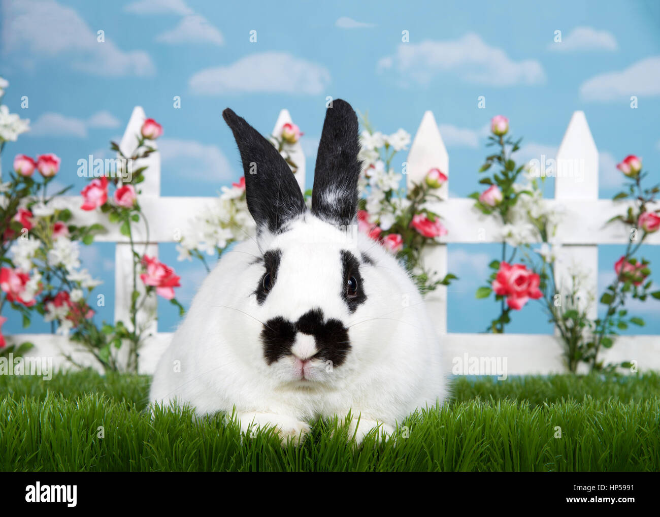 white and black dwarf mixed bunny laying in green grass facing viewer ...