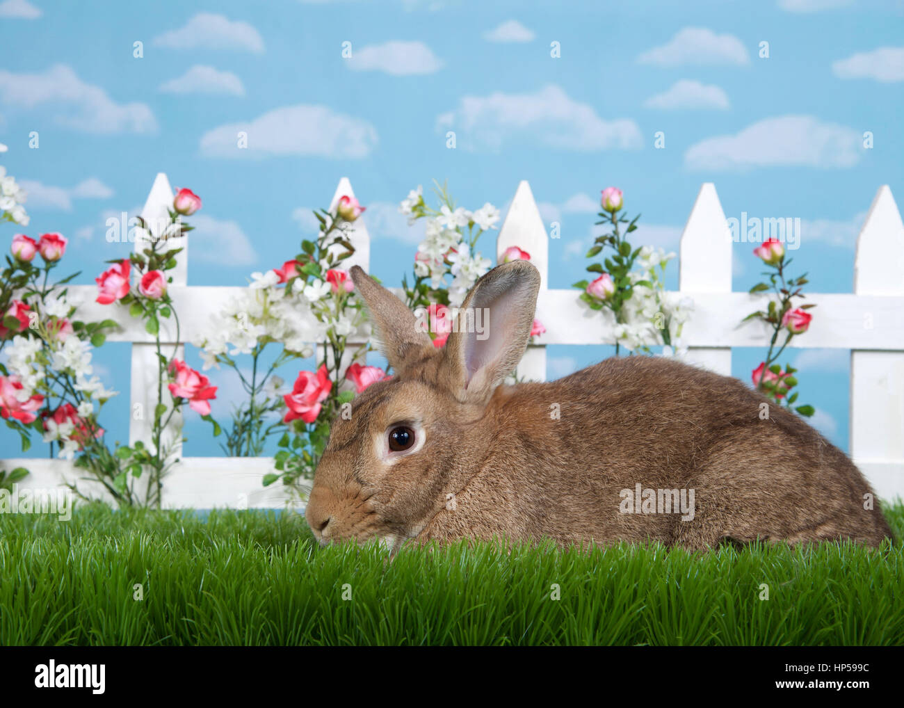 brown rabbit sitting in green grass, sideways facing viewers left ...