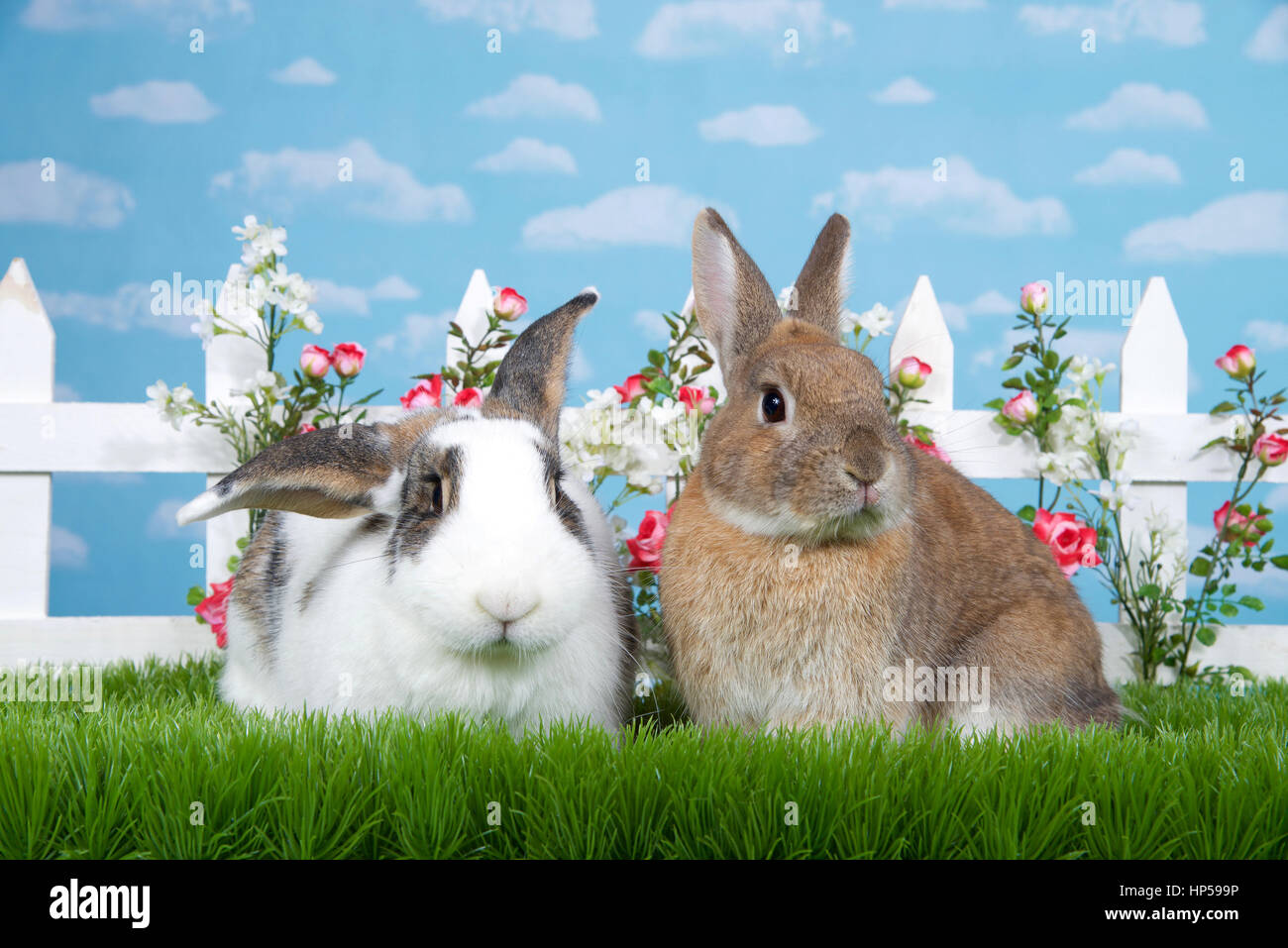 White dwarf lop eared rabbit hi-res stock photography and images - Alamy