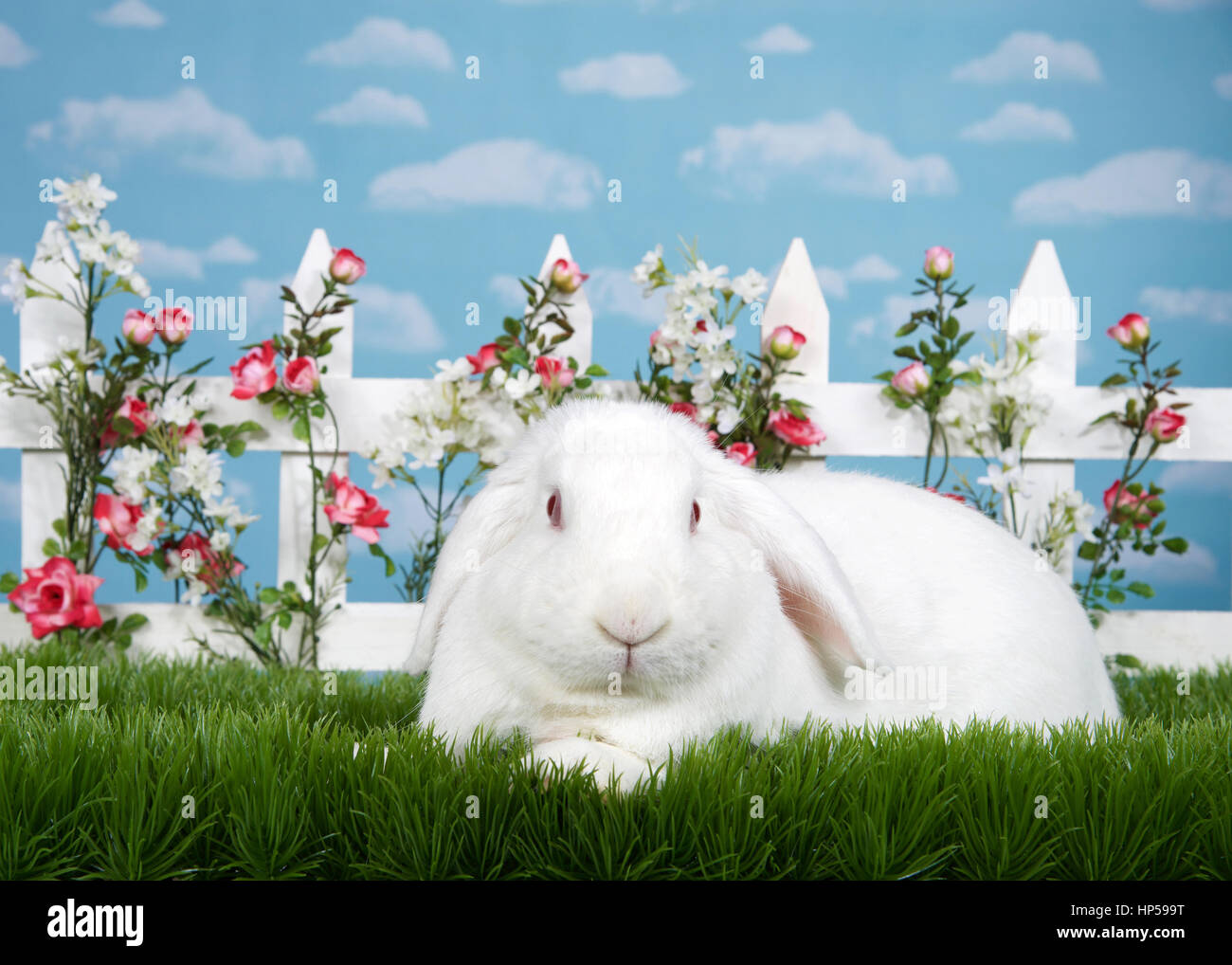 White albino lop eared bunny hi-res stock photography and images - Alamy