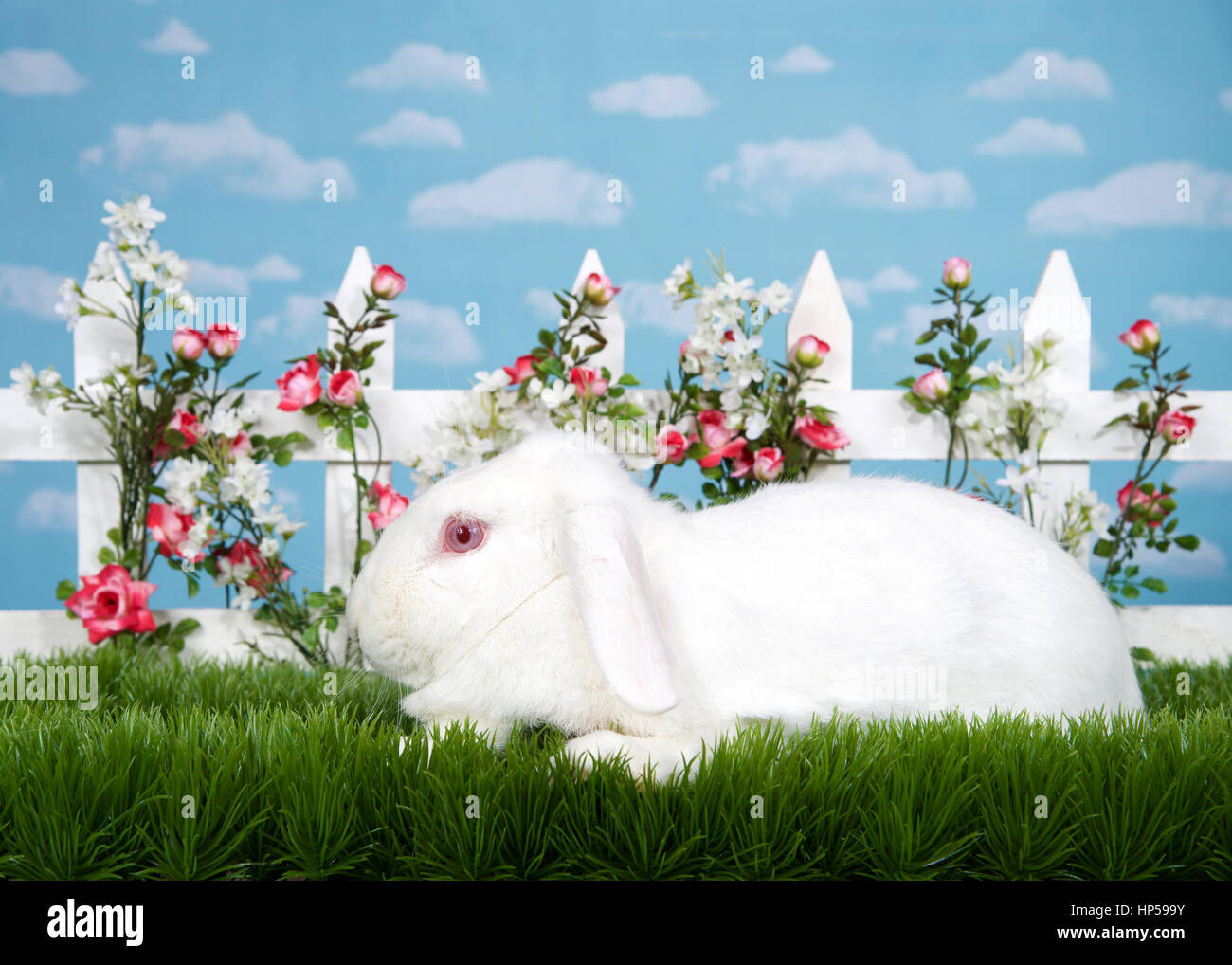 white albino lop eared bunny rabbit laying in tall green grass facing ...