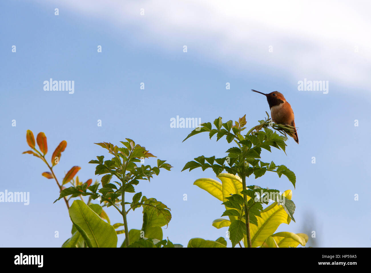 Allens hummingbird perched at the top of bush looking around, sky ...