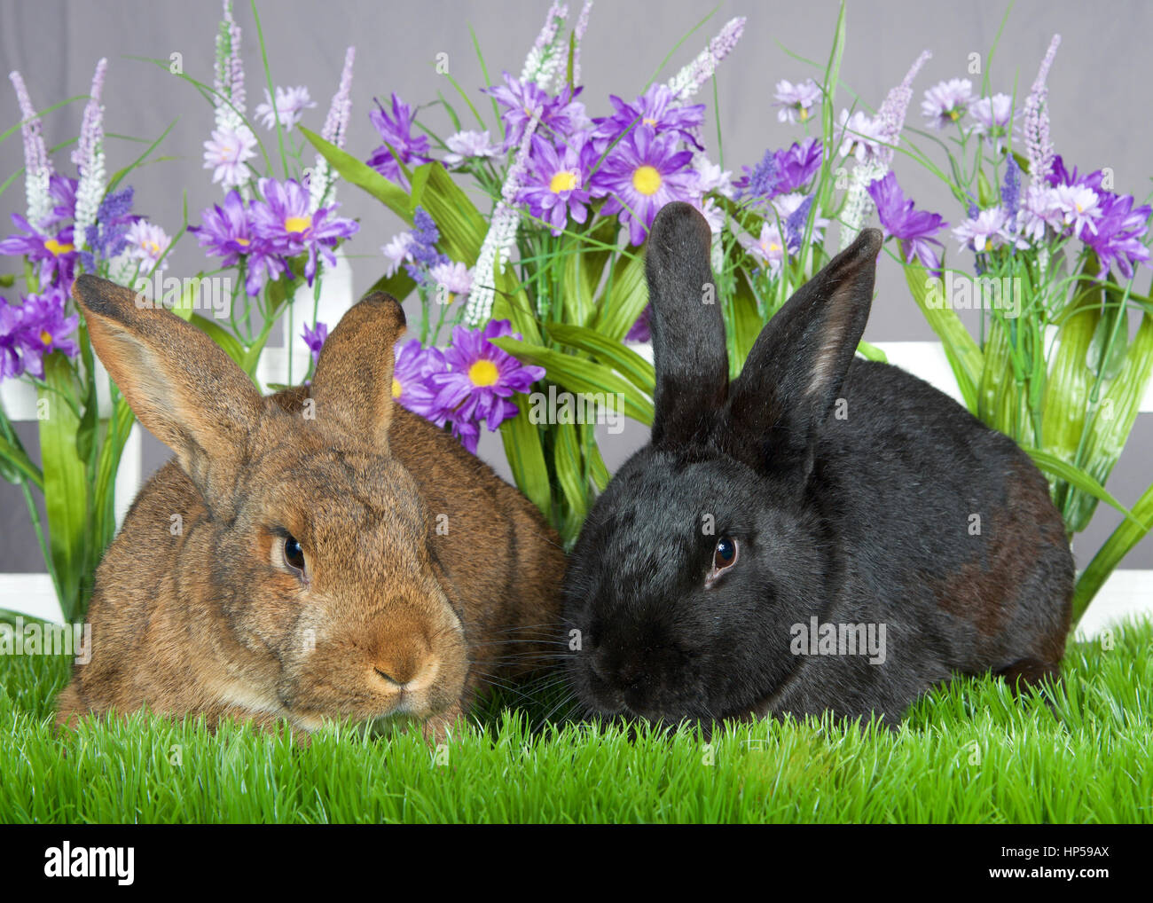 Pair of bunnies, one brown one black laying in green grass in front of ...