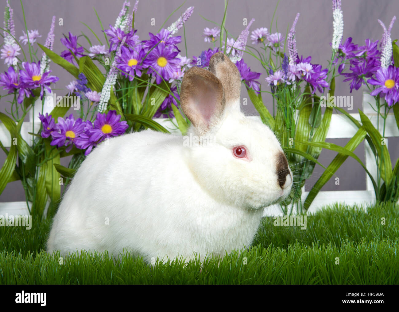 small white and brown dwarf bunny with pink eyes sitting in green grass ...