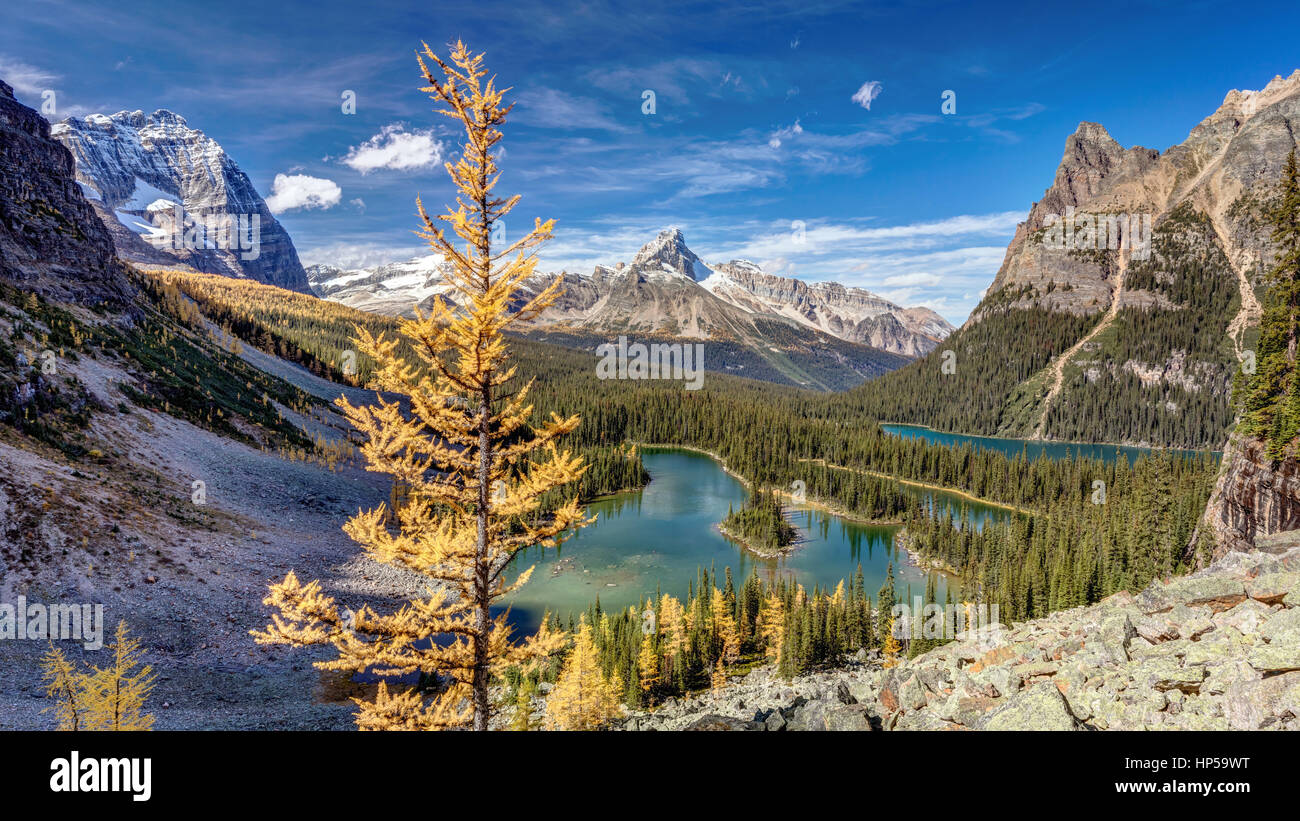Golden larch trees in Autumn at Lake O'Hara in Yoho National Park ...