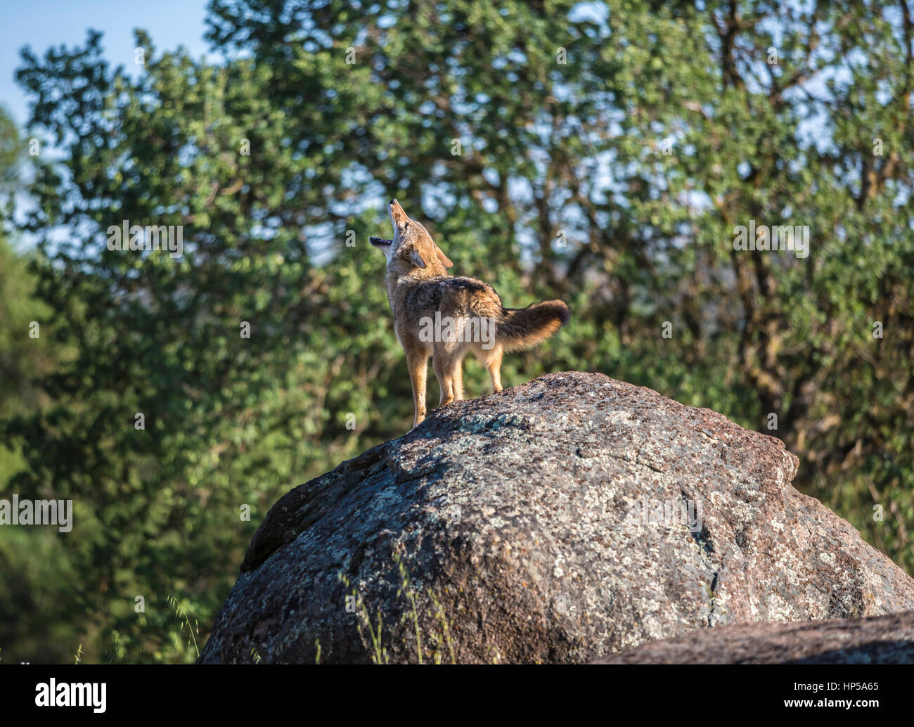 coyote howling on rock in field Stock Photo - Alamy
