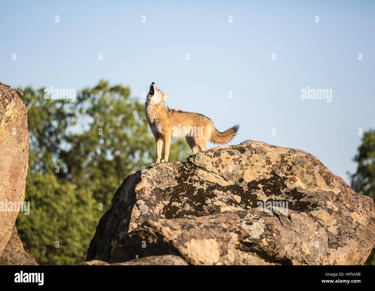 coyote howling on rock in field Stock Photo - Alamy