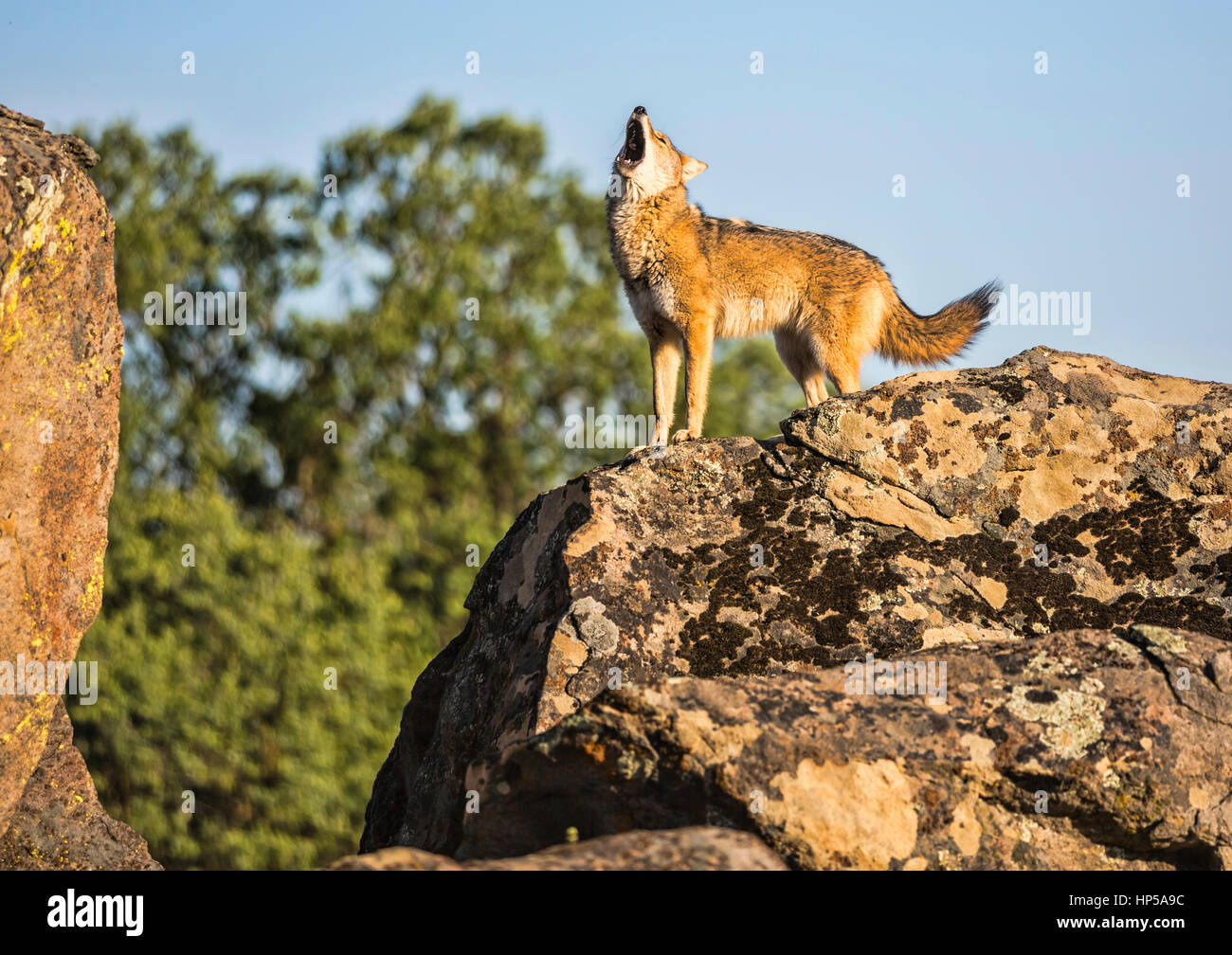 Coyote Sitting Howling