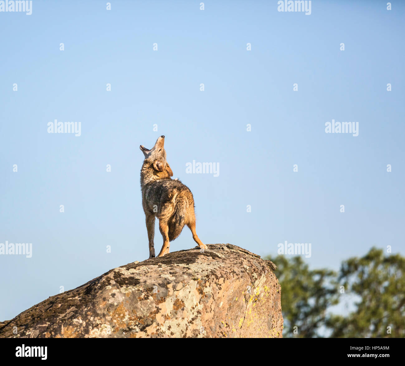 coyote howling on rock in field Stock Photo - Alamy