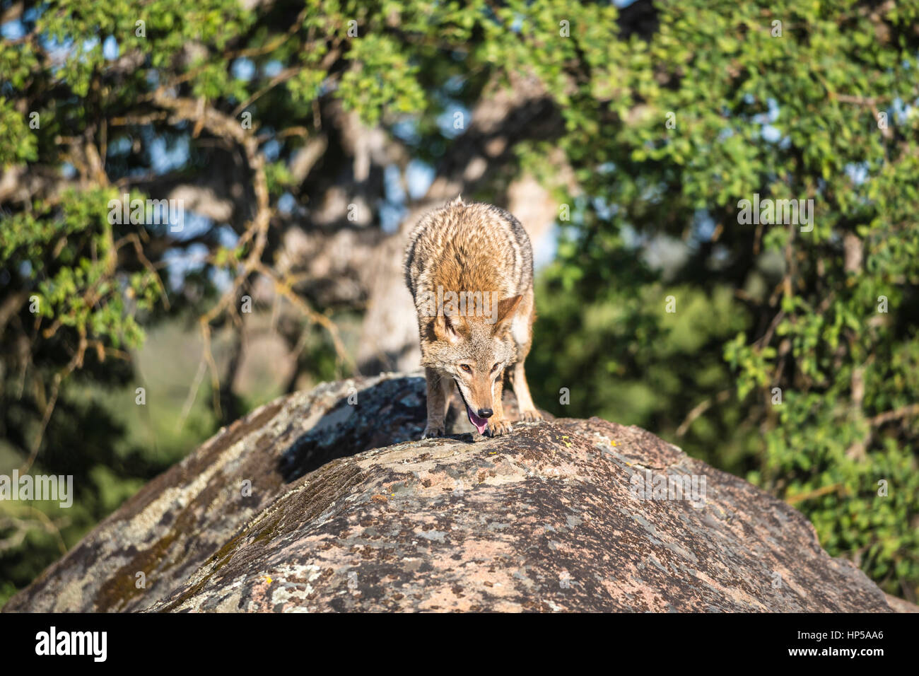 Coyote standing on rock hi-res stock photography and images - Alamy