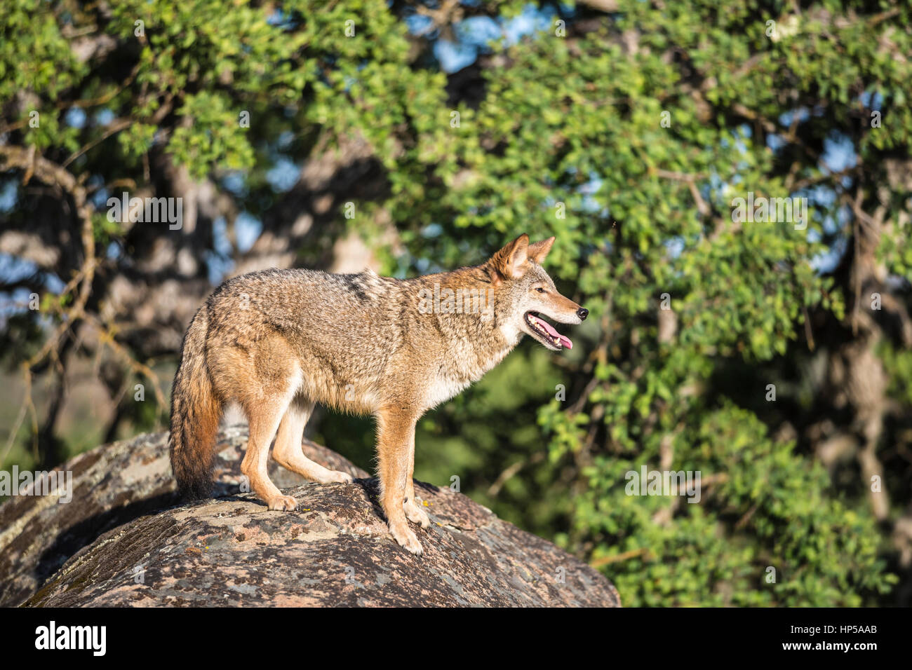 Coyote standing on rock hi-res stock photography and images - Alamy