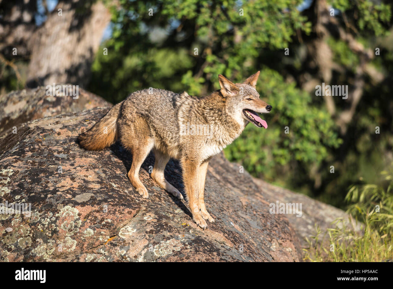 coyote standing on rock in rocky field Stock Photo - Alamy