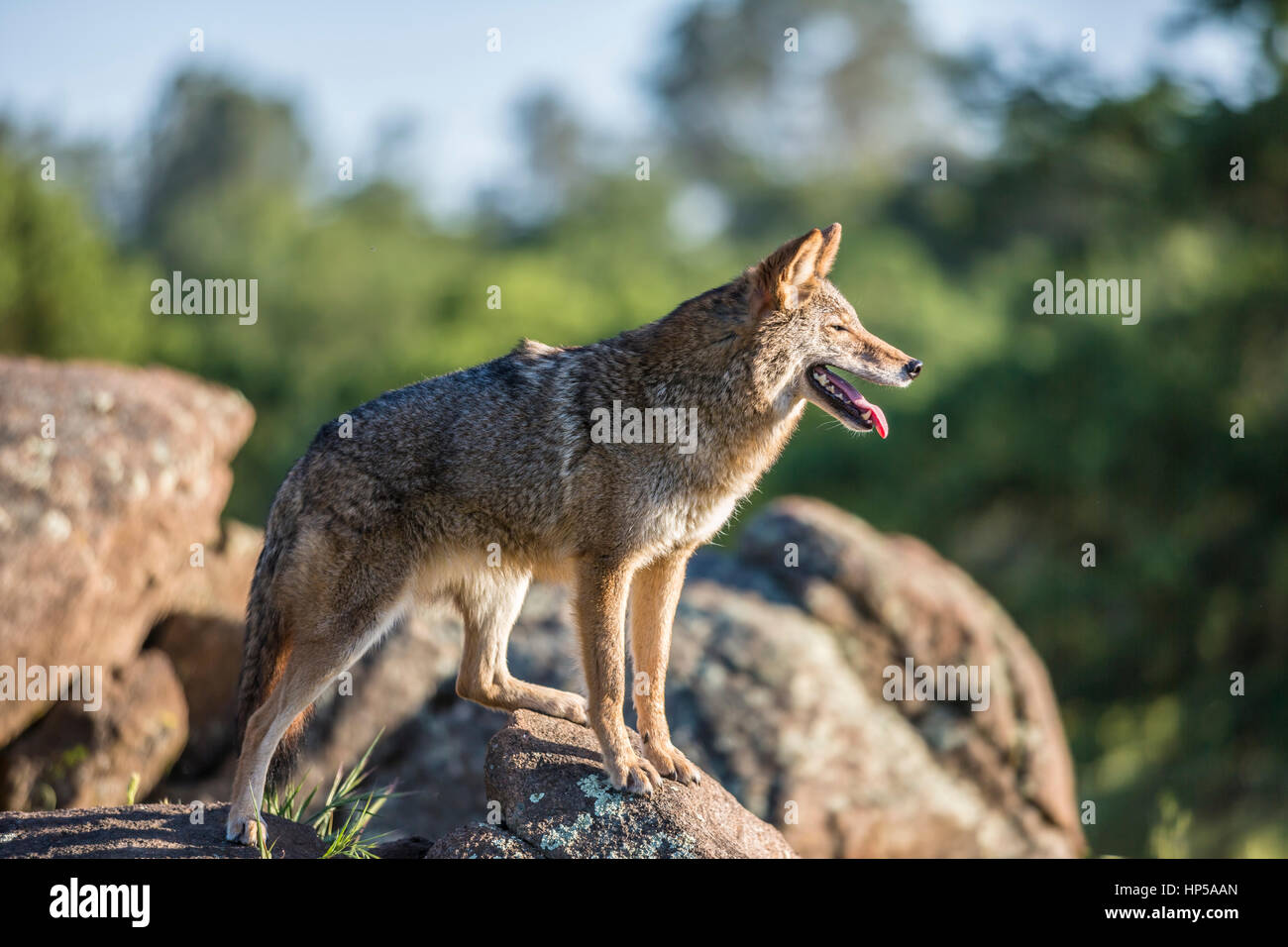 coyote standing on rock in rocky field Stock Photo - Alamy