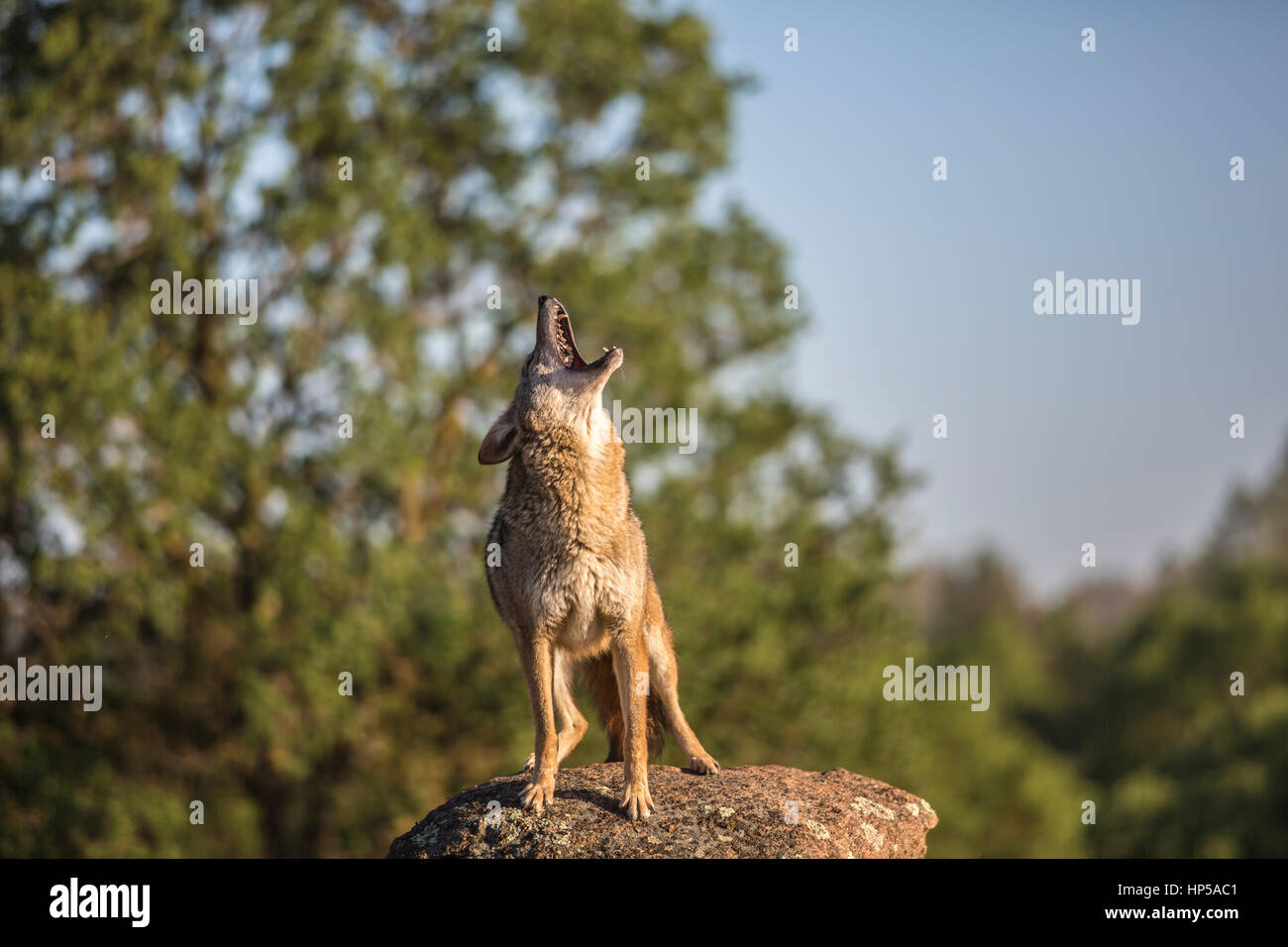 coyote howling on rock in field Stock Photo - Alamy