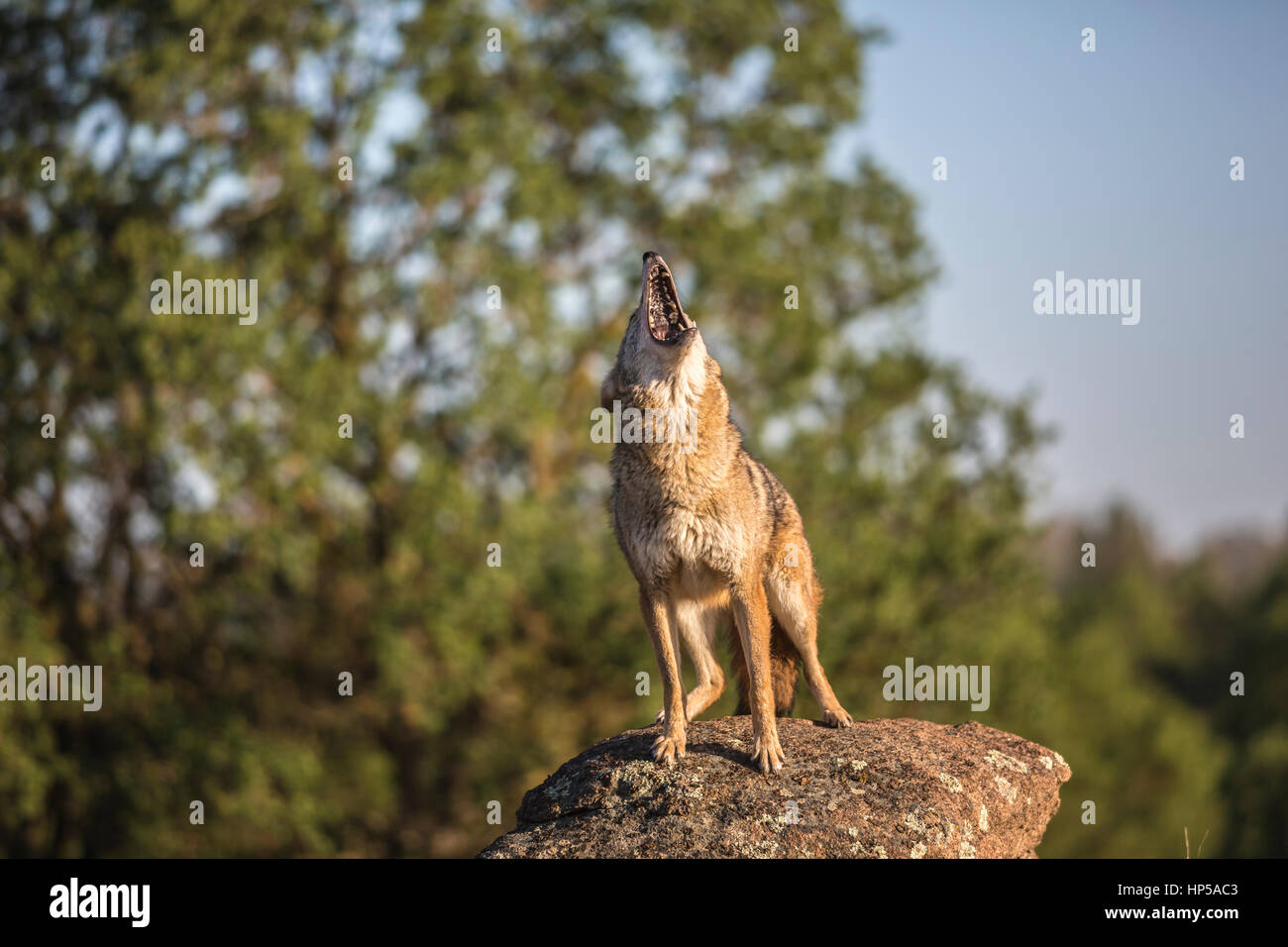 coyote howling on rock in field Stock Photo - Alamy