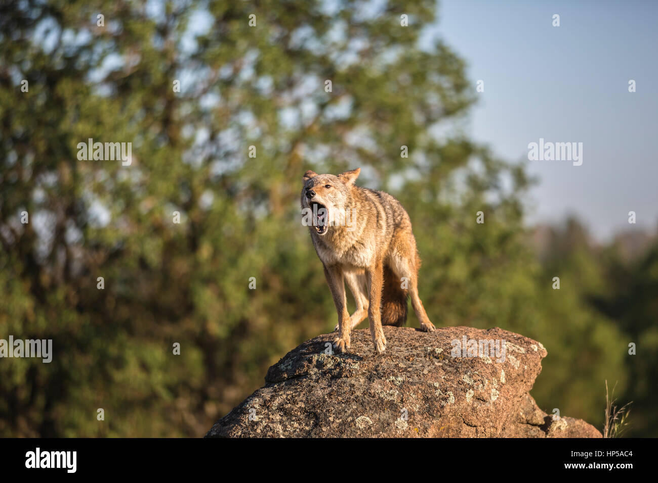 coyote howling on rock in field Stock Photo - Alamy