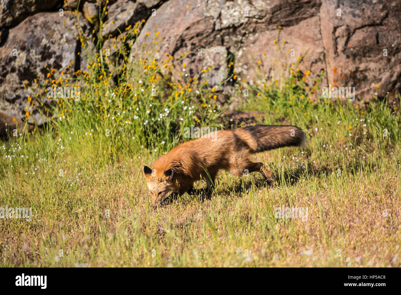 red fox in field of wildflowers Stock Photo - Alamy