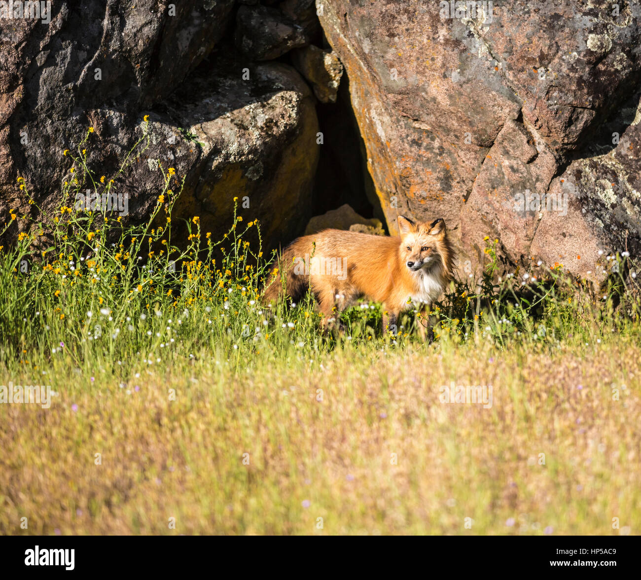 red fox in field of wildflowers Stock Photo - Alamy