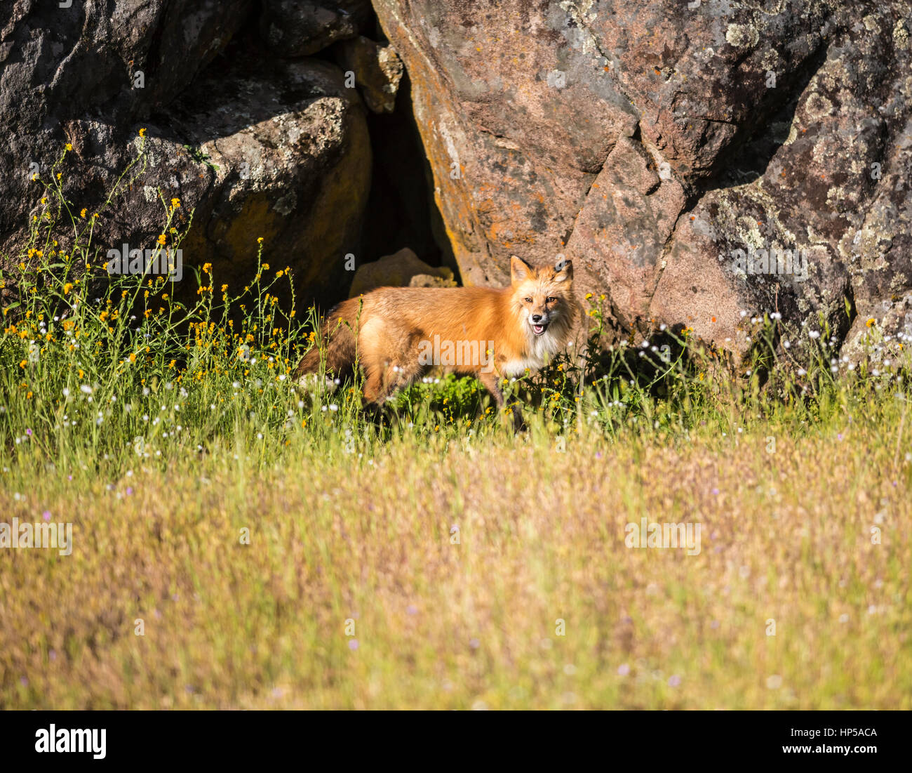 red fox in field of wildflowers Stock Photo - Alamy