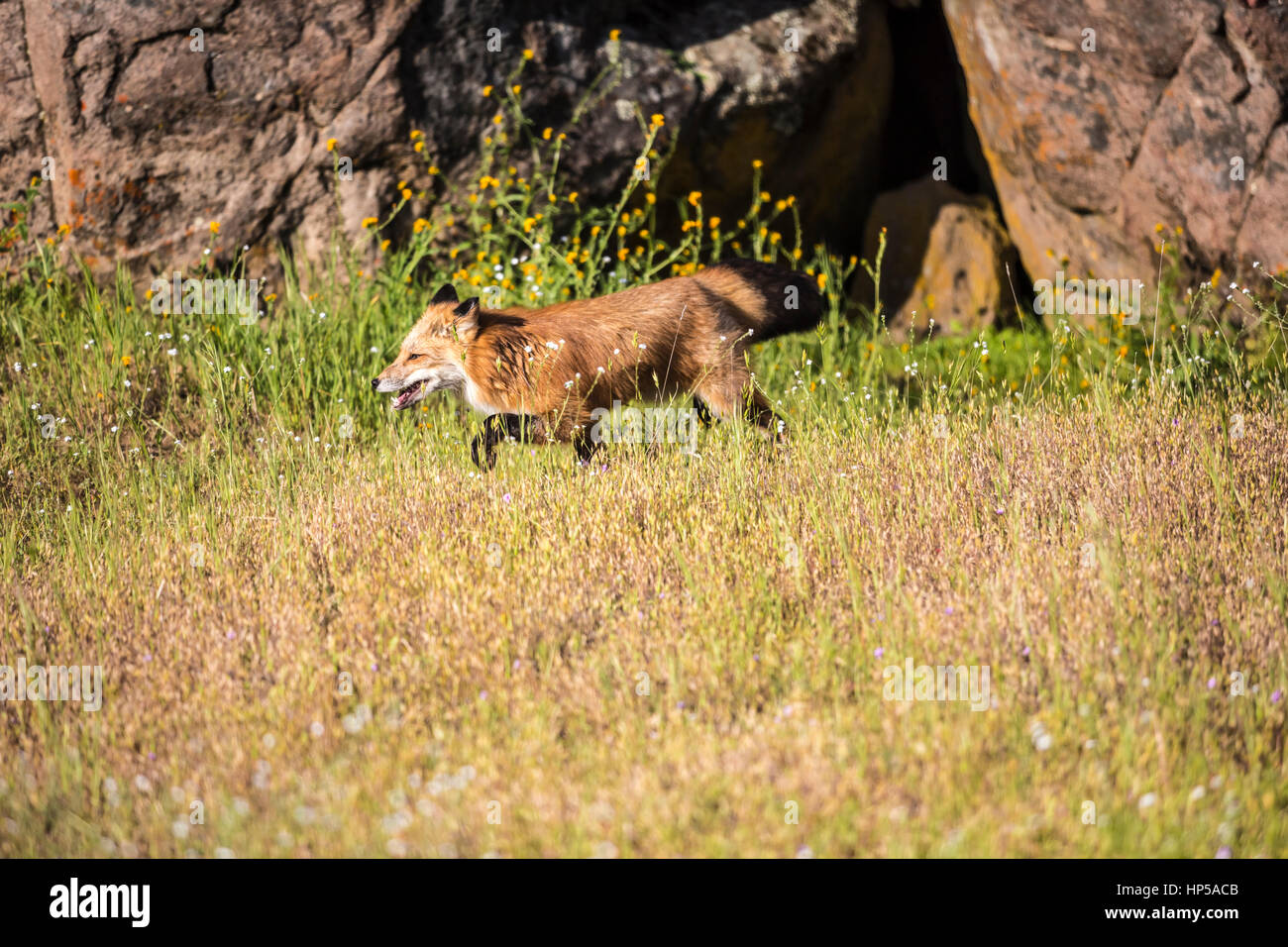 red fox in field of wildflowers Stock Photo - Alamy