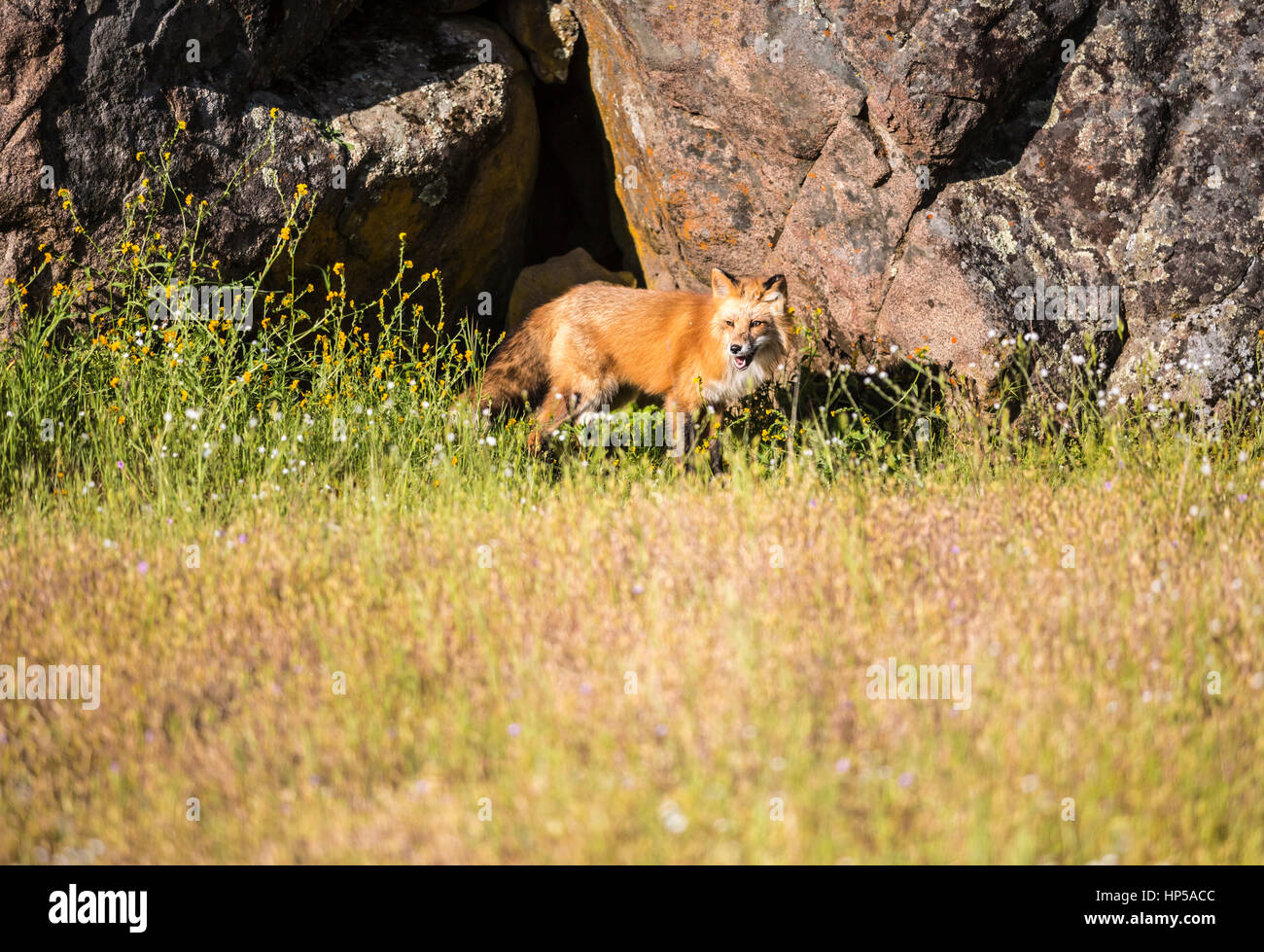 red fox in field of wildflowers Stock Photo - Alamy