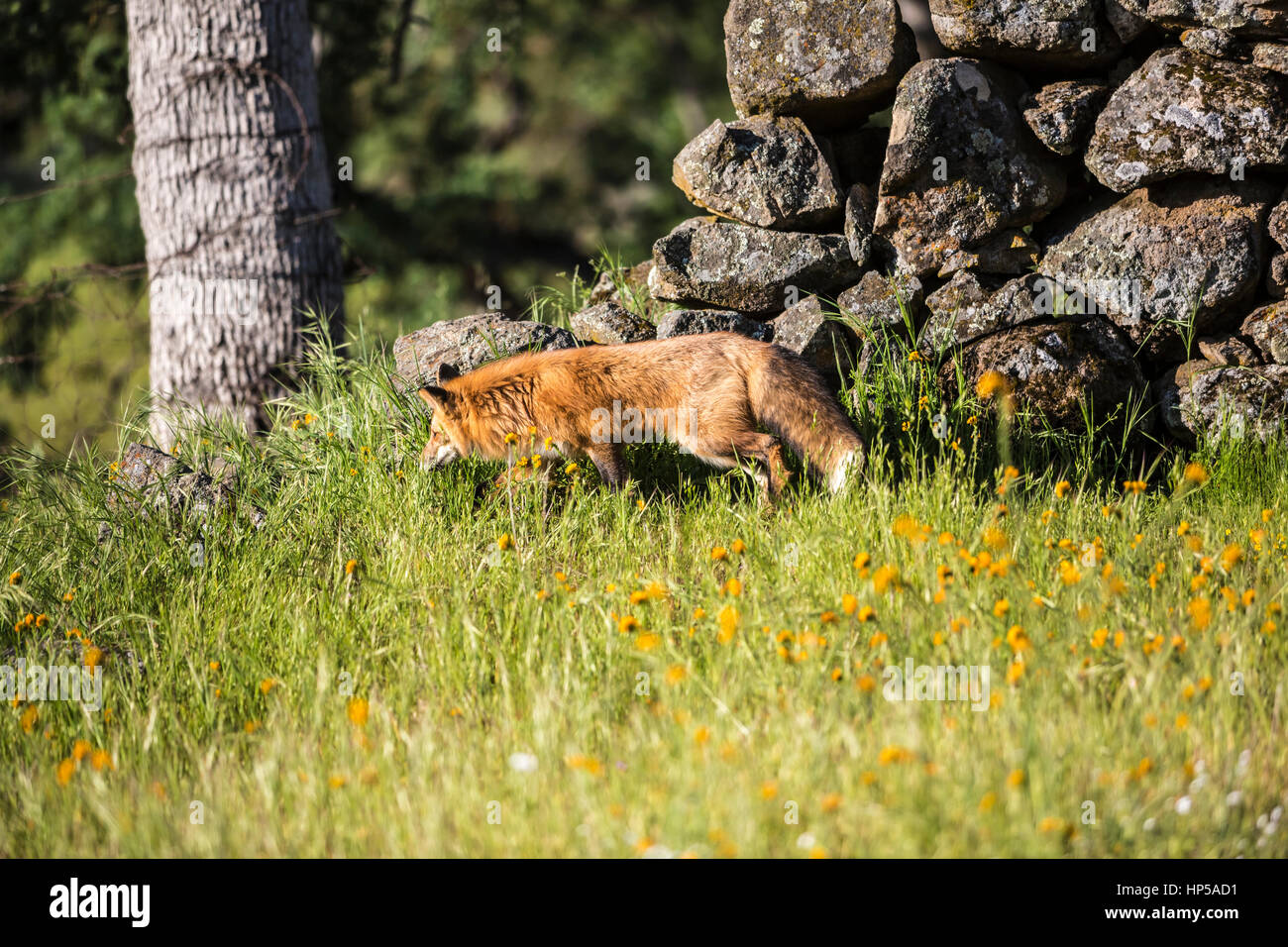 red fox in field of wildflowers Stock Photo - Alamy