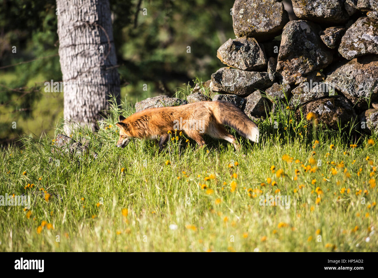 red fox in field of wildflowers Stock Photo - Alamy
