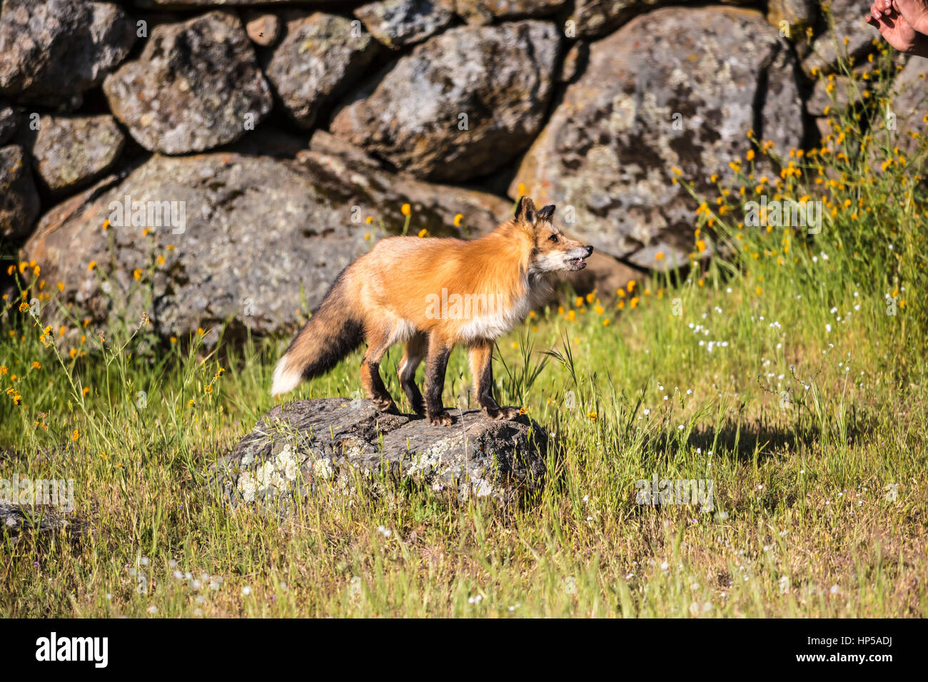 red fox on rock in field of wildflowers Stock Photo - Alamy