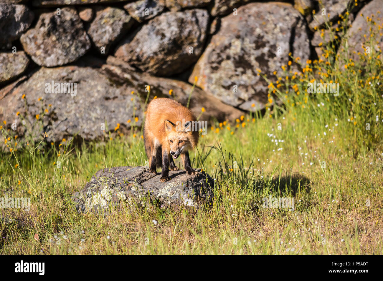 Red fox on a rock hi-res stock photography and images - Alamy