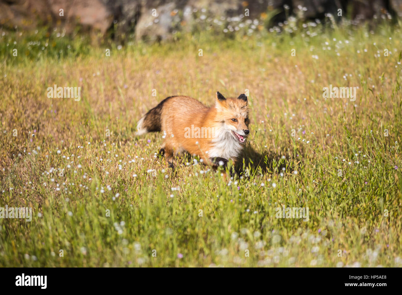 red fox in field of wildflowers Stock Photo - Alamy