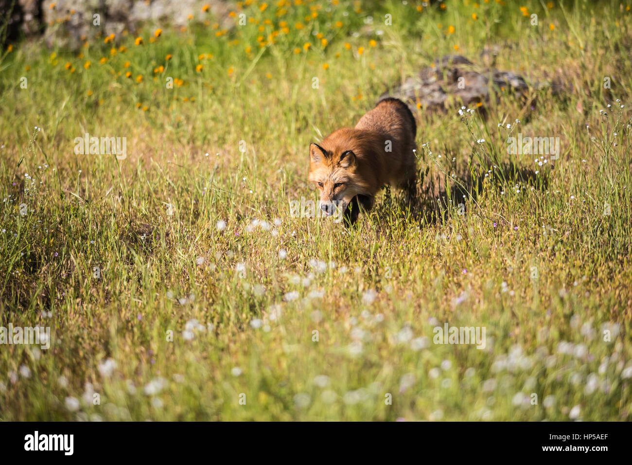 red fox in field of wildflowers Stock Photo - Alamy