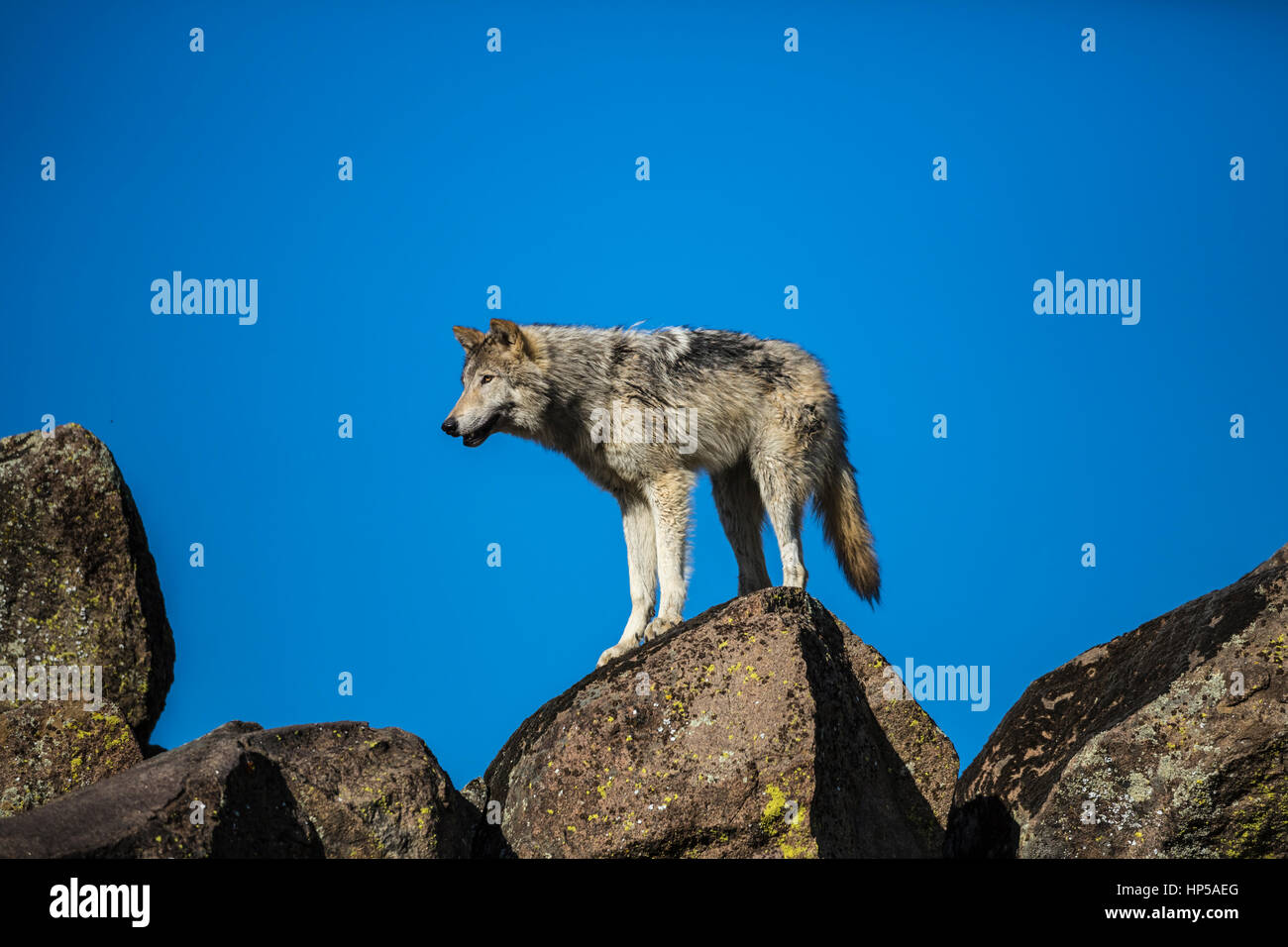 gray wolf on pile of rocks Stock Photo - Alamy