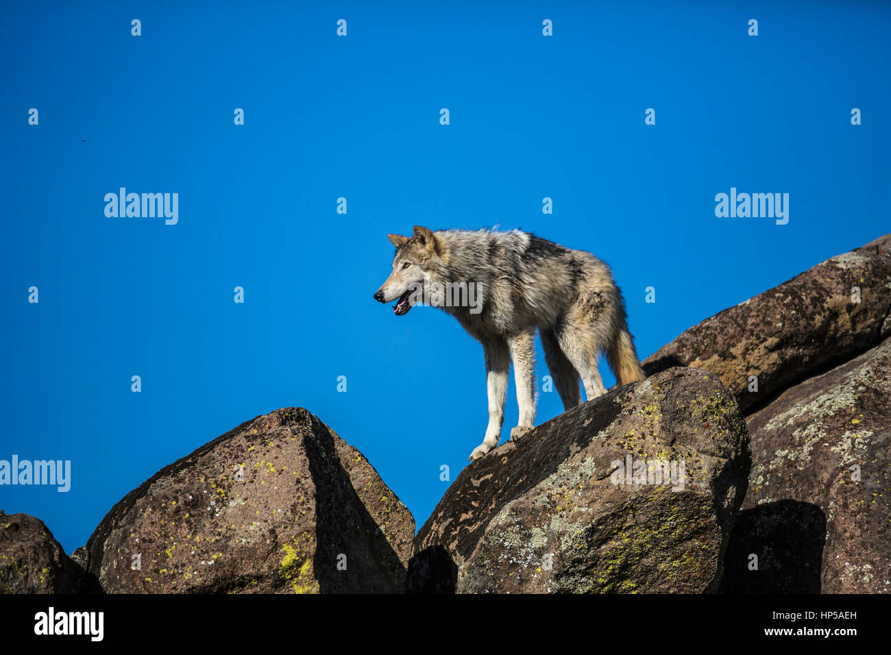 gray wolf on pile of rocks Stock Photo - Alamy