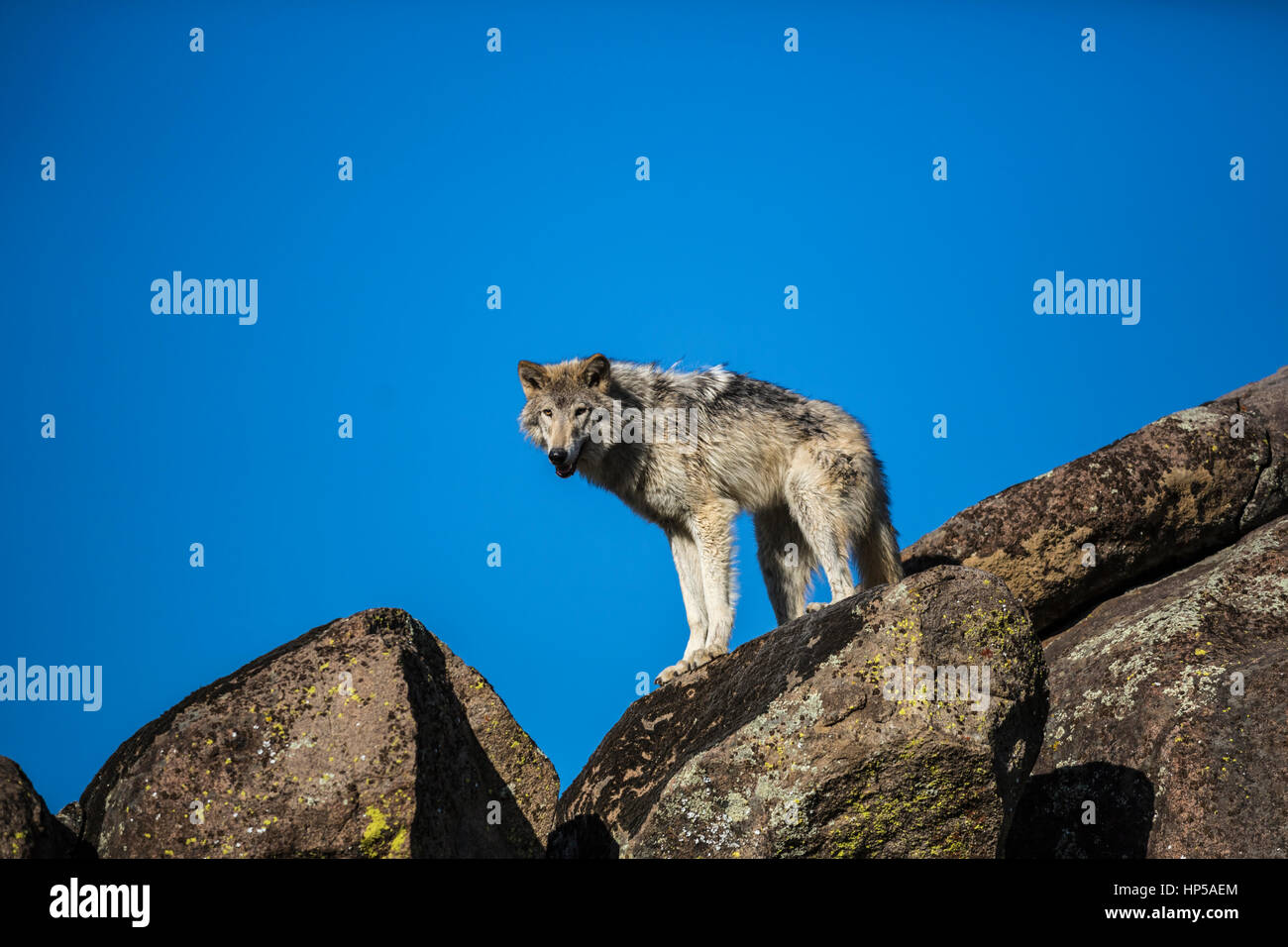 gray wolf on pile of rocks Stock Photo - Alamy