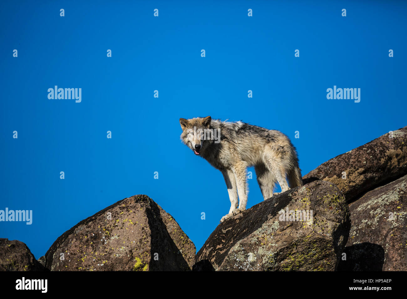 gray wolf on pile of rocks Stock Photo - Alamy
