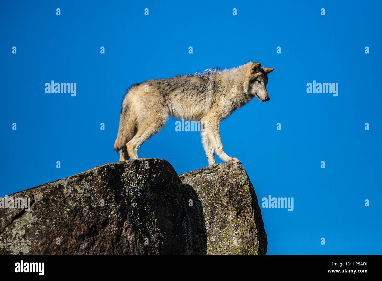 gray wolf on pile of rocks Stock Photo - Alamy