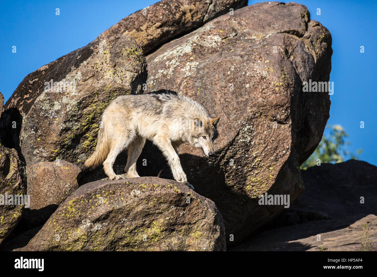 gray wolf on pile of rocks Stock Photo - Alamy