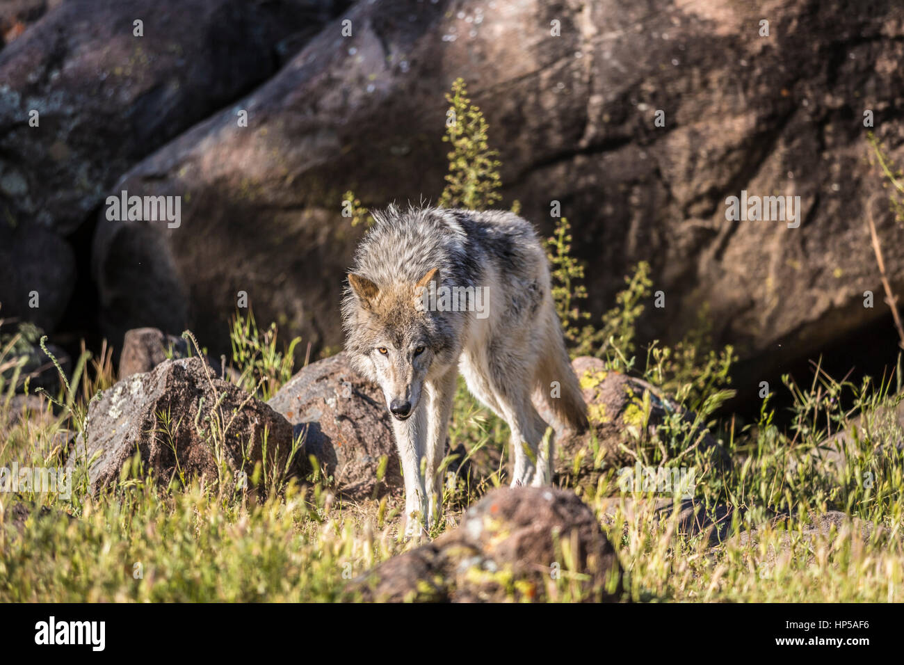 gray wolf in field with rocks Stock Photo - Alamy