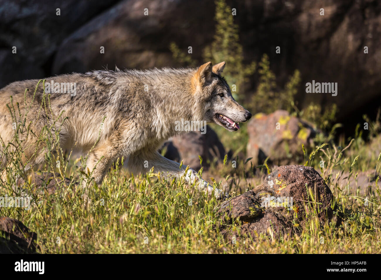 gray wolf in field with rocks Stock Photo - Alamy