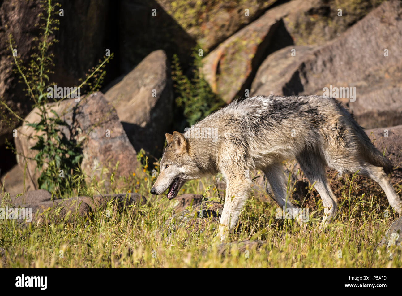 gray wolf in field with rocks Stock Photo - Alamy
