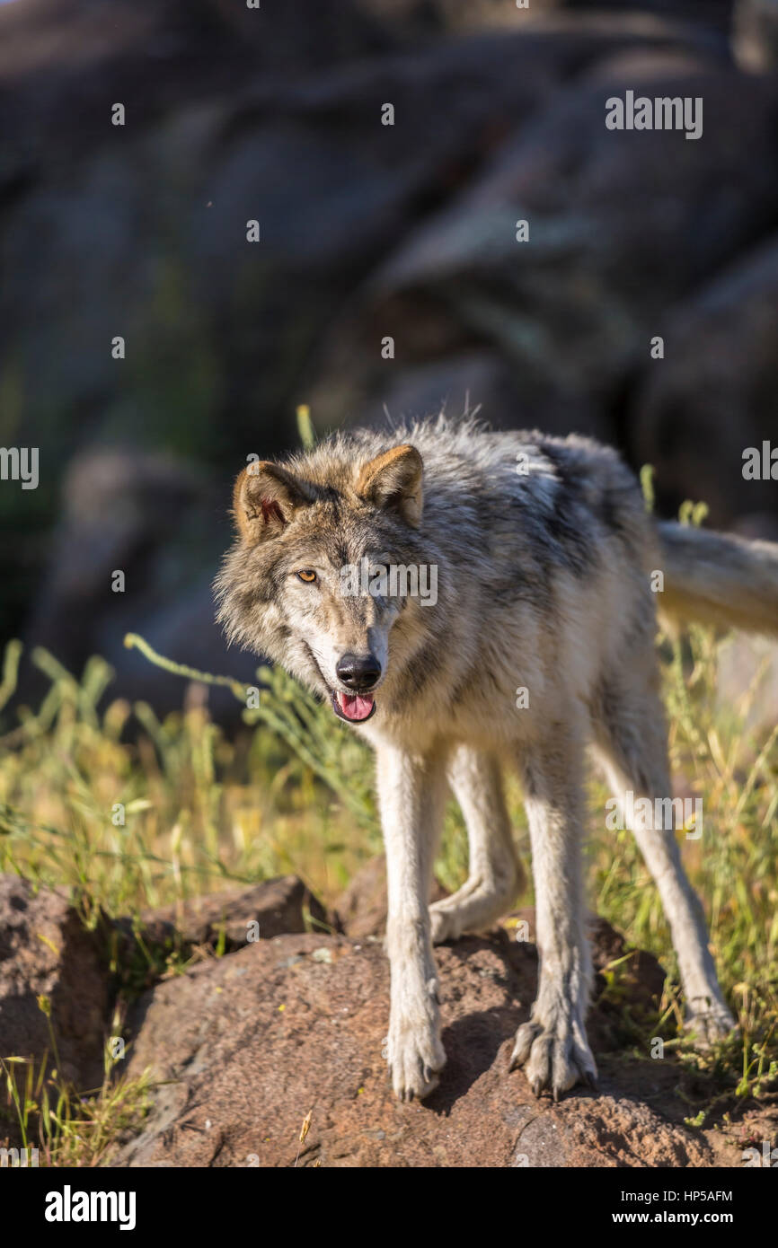 gray wolf in field with rocks Stock Photo - Alamy