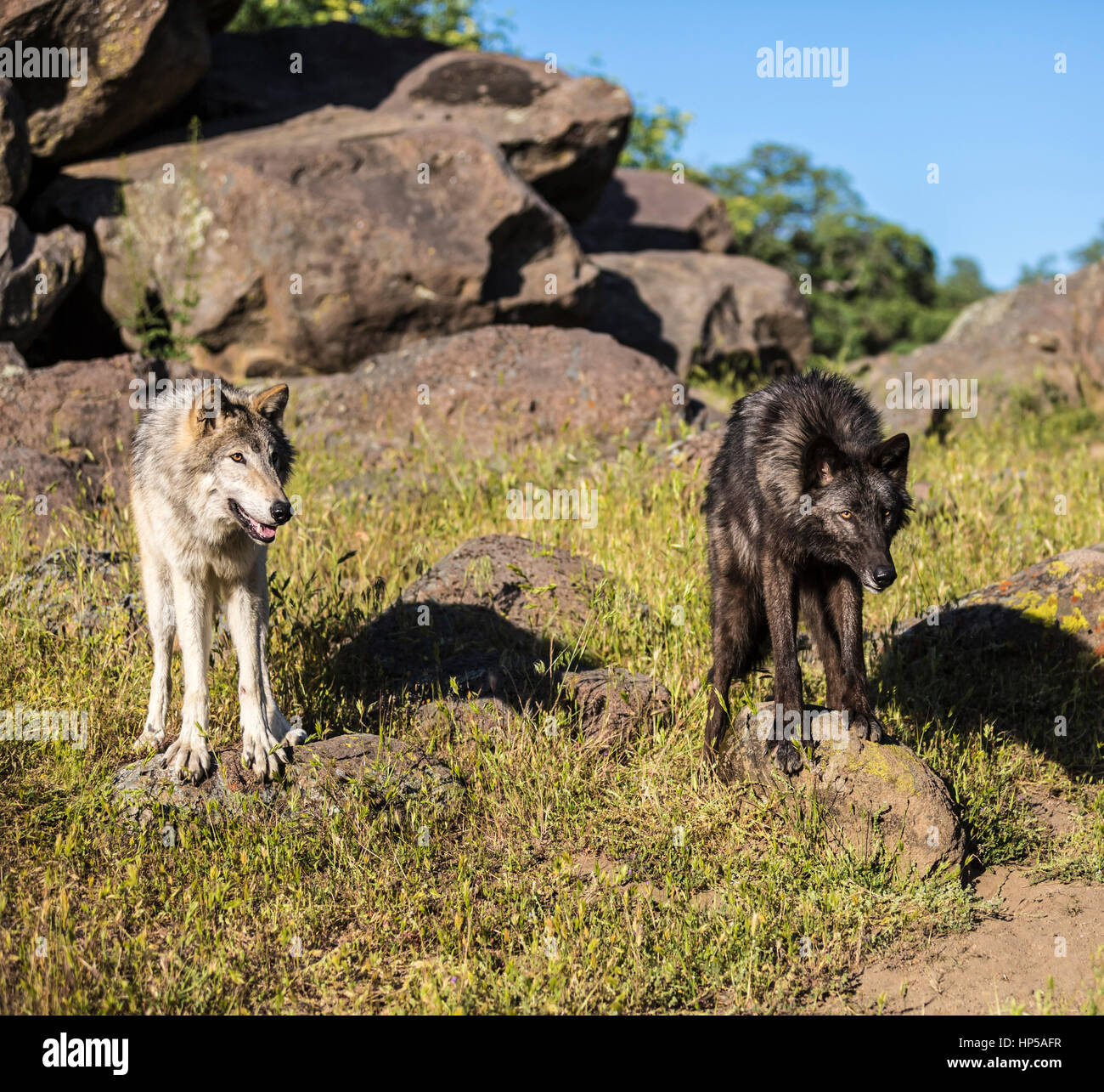 contrasting gray and black wolves in rocky field Stock Photo - Alamy