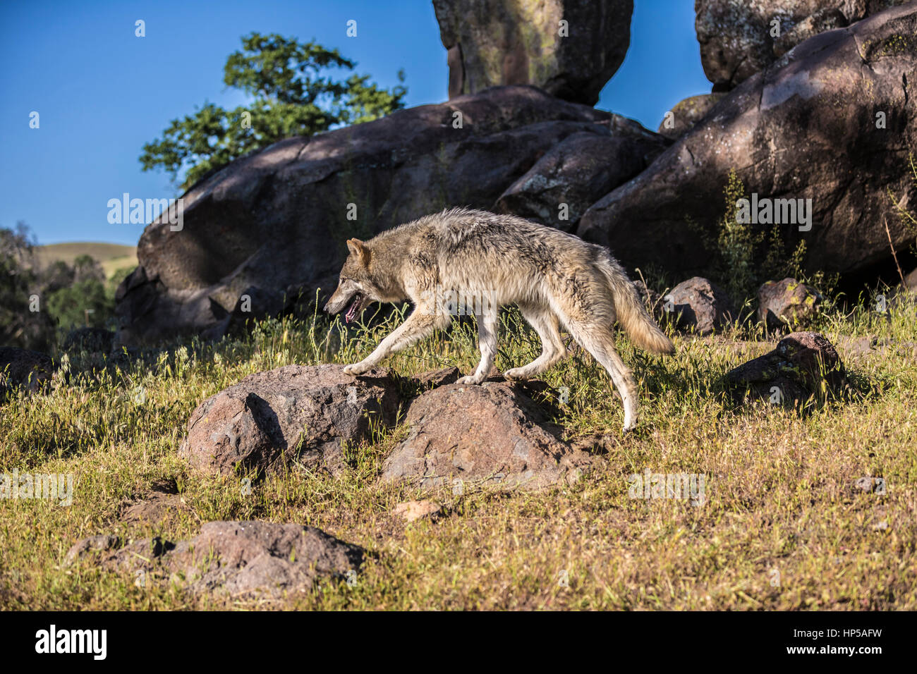 gray wolf in field with rocks Stock Photo - Alamy