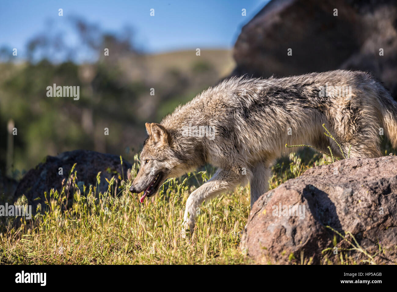 gray wolf in field with rocks Stock Photo - Alamy