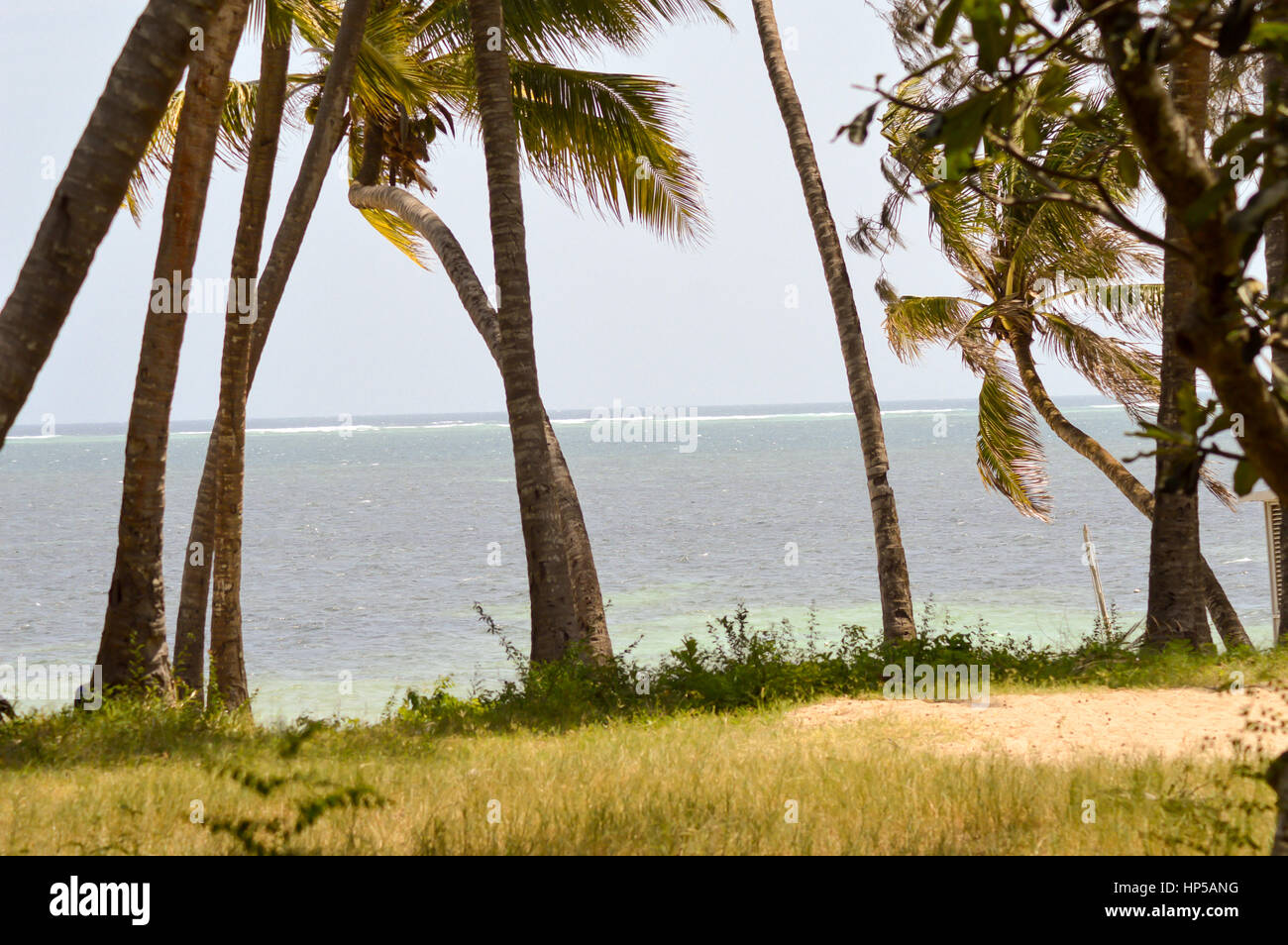 Several palms under the blue sky of the Indian Ocean in Mombasa, Kenya ...