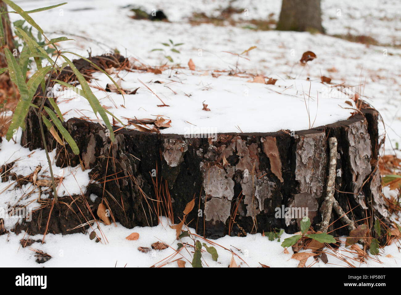 Chop up christmas tree hi-res stock photography and images - Alamy